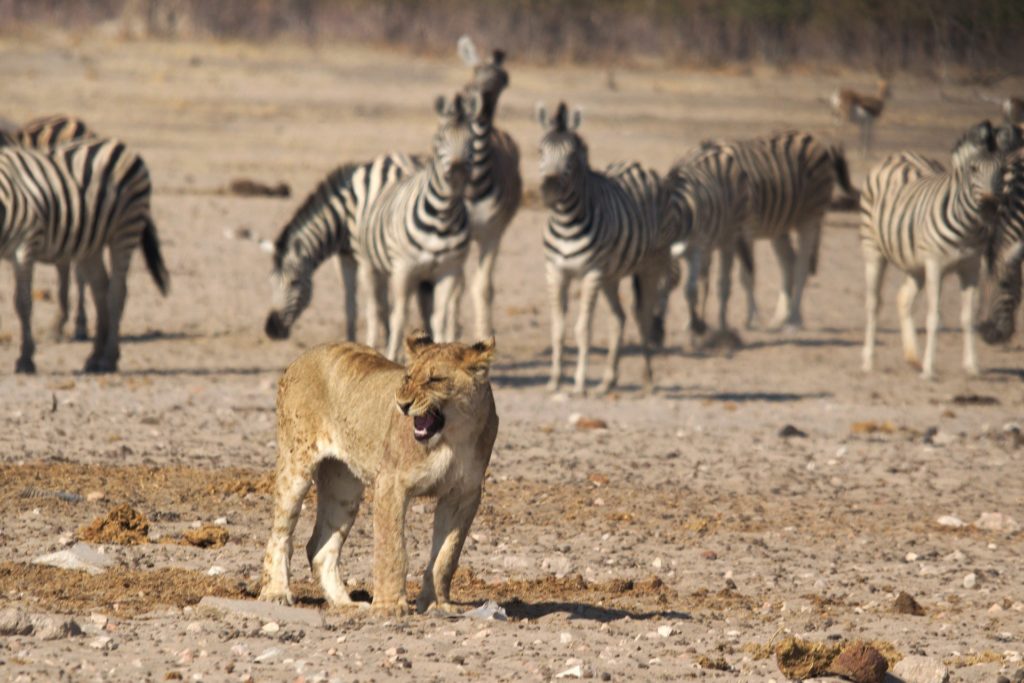 Species Extinction: The Destructive Environmental Impact - Digital ...